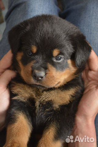 Сука ротвейлер, 3 мес