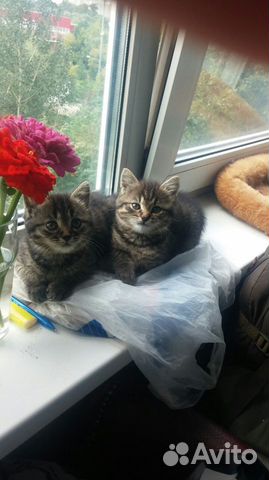 Котята