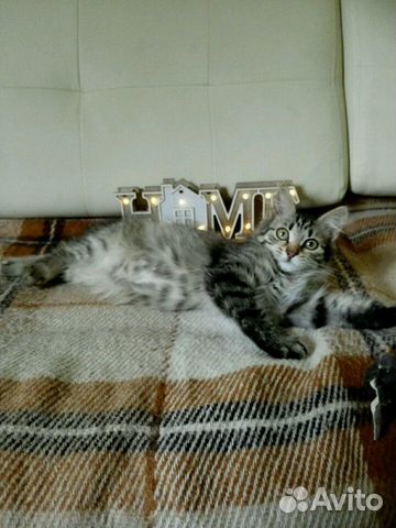 Чудесный котёнок мальчик в добрые руки