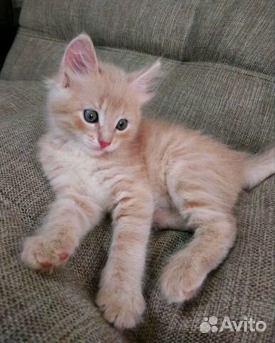 Котята Норвежская лесная