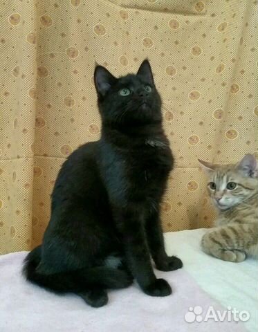 Айси котенок