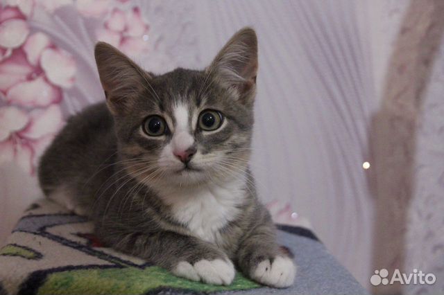 Котенок-полубританец