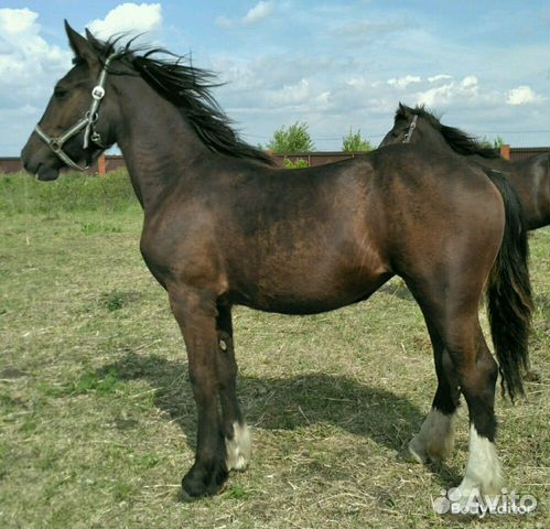 Кобылка кросстинкер