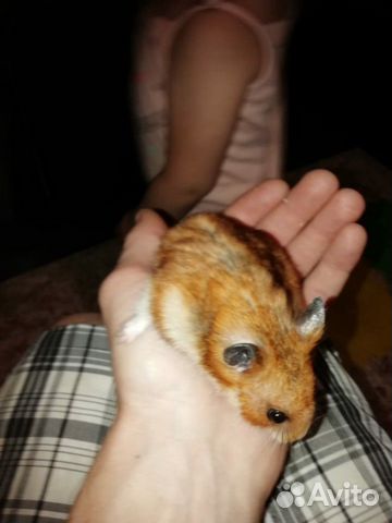 Сирийский хомяк