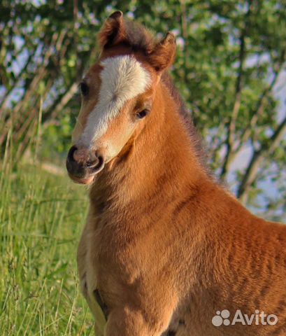 Уэльская пони