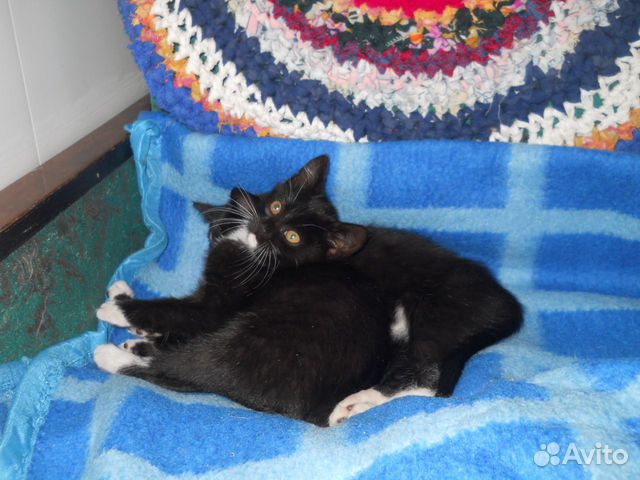 Двойняшки-близняшки в дар, можно по одному)