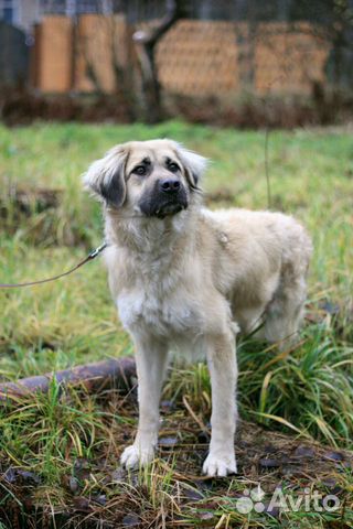 Ищет дом собака, излучающая поддержку и тепло