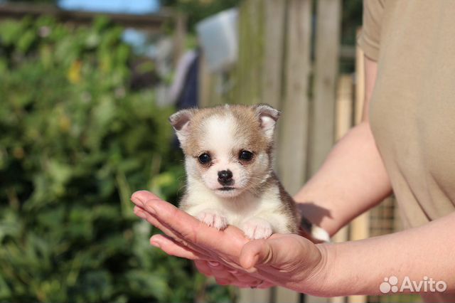 Чихуахуа. Плюшевые чудеса