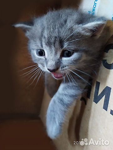Котик Британец