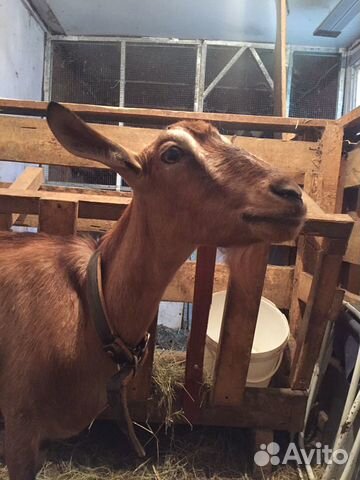 Коза альпийская