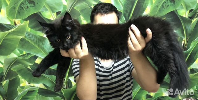 Крупный мальчик котенок мейн-кун чёрный дым