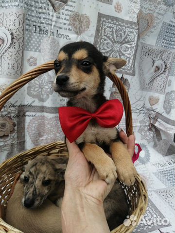 Щенок из приюта