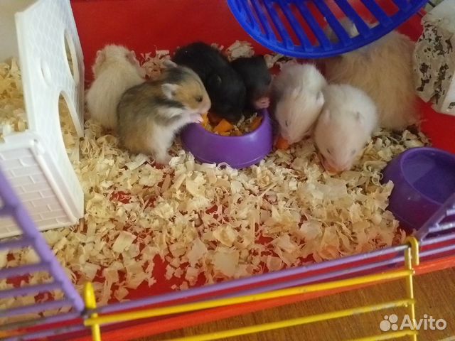 Серийские хомяки