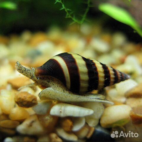 Улитки хелены