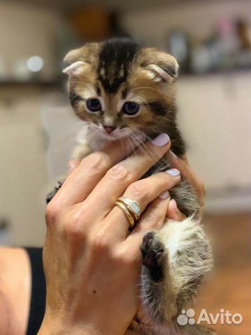 Котята метисы британцы