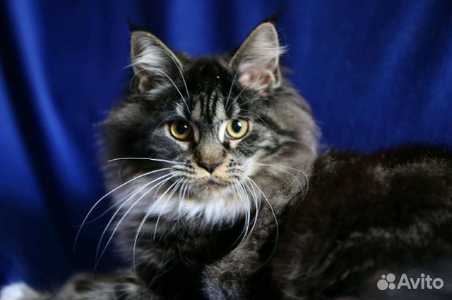 Котенок Мейн-кун 7мес