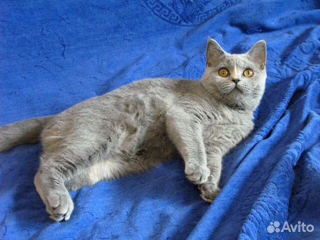 Британский котенок, девочка