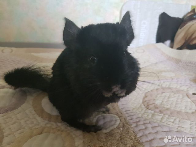 Шиншилленок