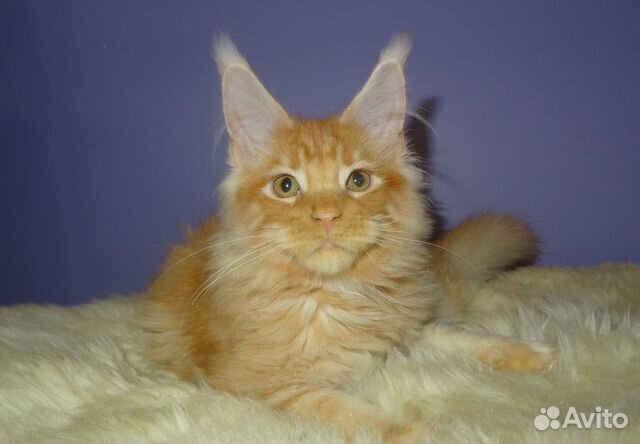 Маркус красный дым