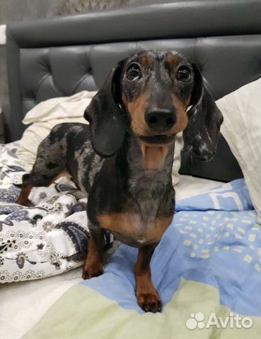 Такса мини девочка