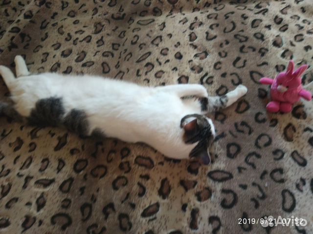 Котик в добрые руки