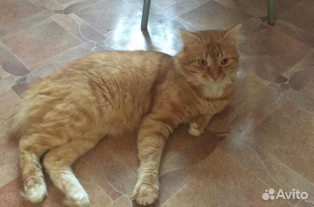 Котик Персик, который всех любит, в добрые руки
