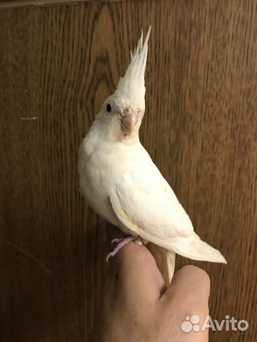 Попугай корелла альбинос
