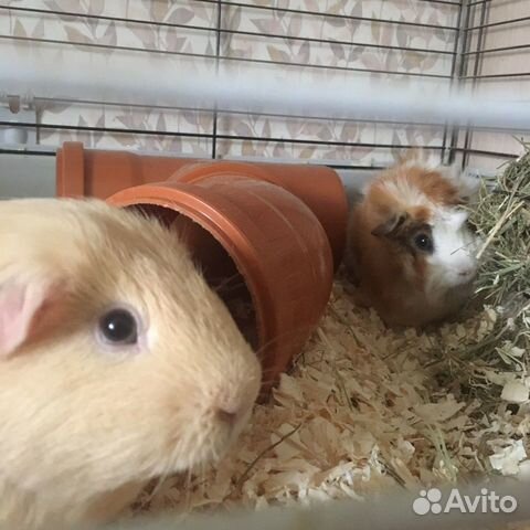 Пухлый добряк в ответственные и добрые руки