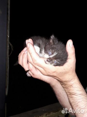 Котенок в заботливые руки