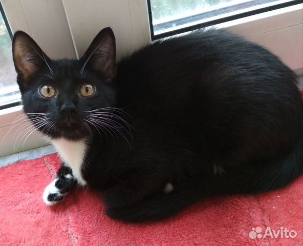 Котенок Марфуша в добрые руки в Колпино