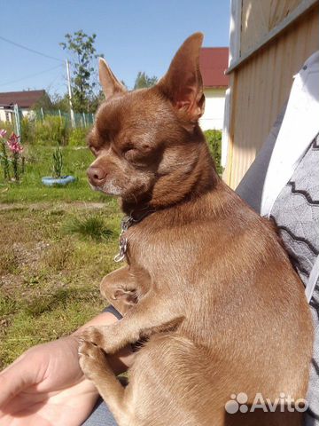 Кобель на вязку