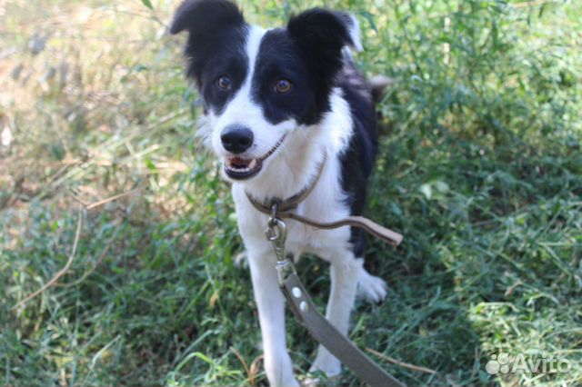 Ищет дом не крупная собачка Белла