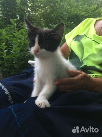 Котёнок 4,5 мес Феликс