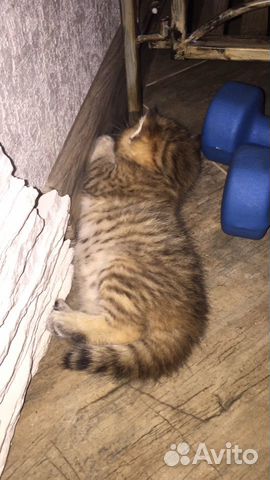 Котик золотой шиншиллы