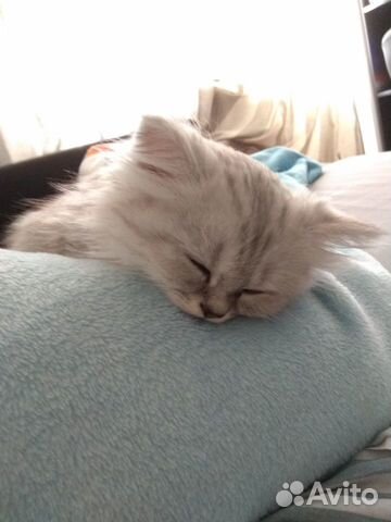 Британский котенок девочка, 2.5 месяца