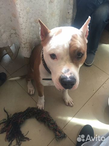 Собачка стафорд