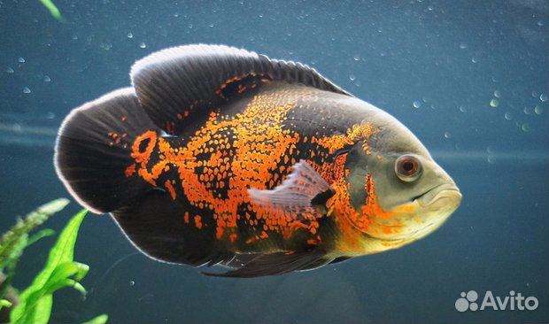 Астронотус рыба самка