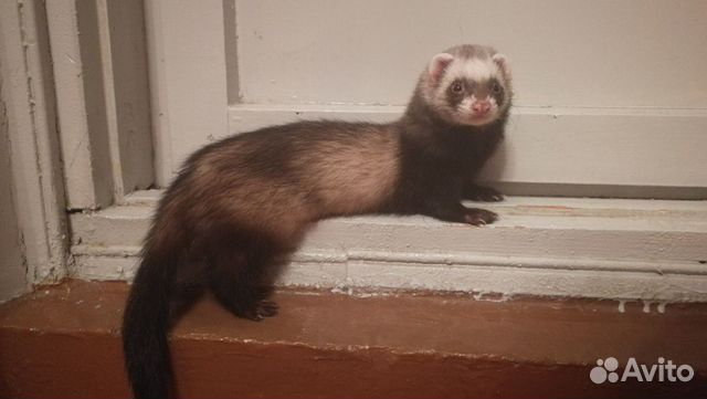 Продаётся хорек