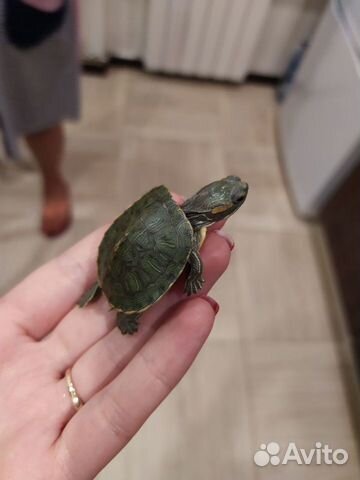 Желтоухие черепашки