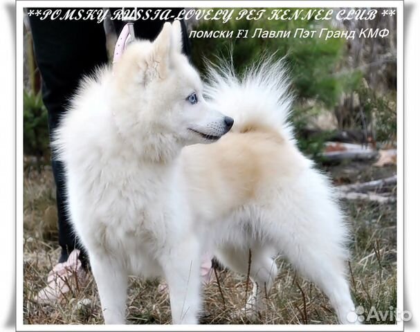 Помски племенной кобель