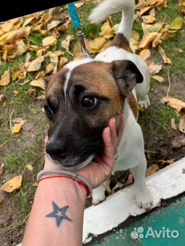 Найдена собака Джек Рассел терьер