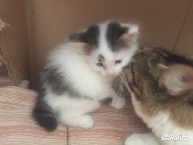 Котёнок американского бобтейла