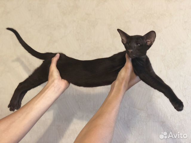 Ориентальный мальчик(Гавана)