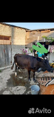 Продаются 2 коровы