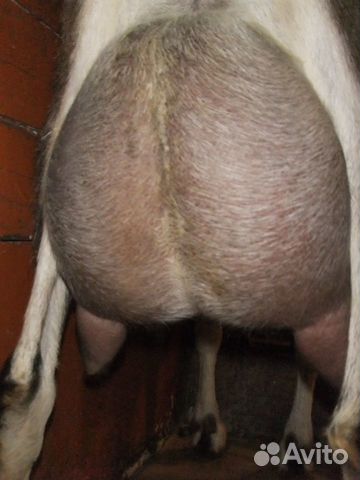 Козел + дойная коза