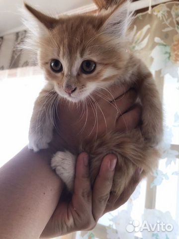 Котята мейнкун микс