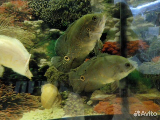 Астронотус