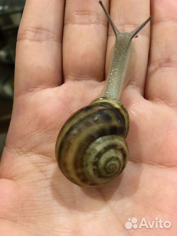 Продам виноградных улиток