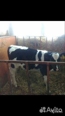 Бычки 3-4 х месячные