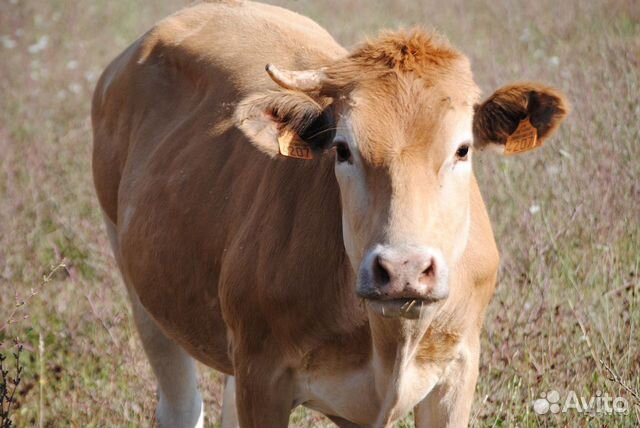 Корова, телка, теленок